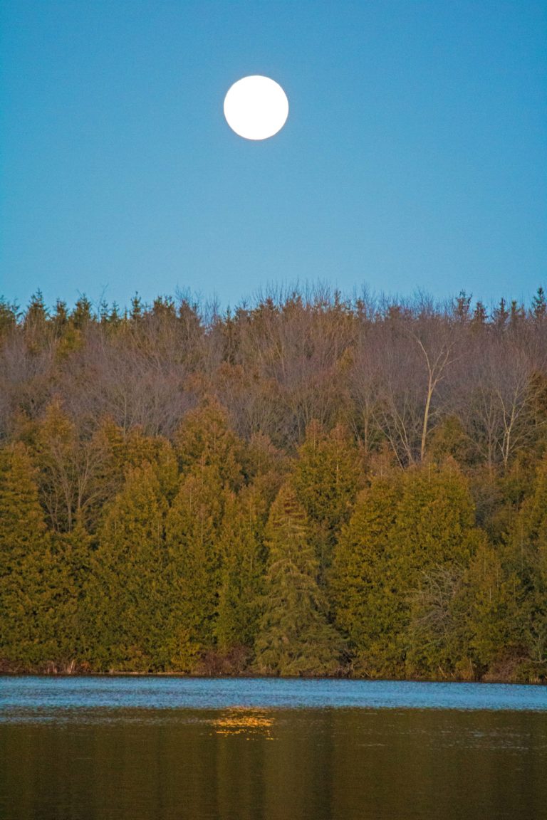 Island Lake Conservation Area: Evening Shots In Springtime